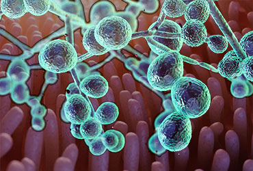 The Gut’s Lasting Impact on Severe COVID-19 Immune Response